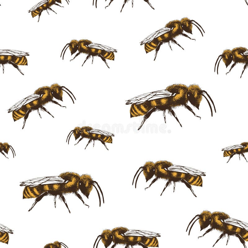Honey Bee Color Vector Seamless Pattern In Engraving Style Stock Vector ...
