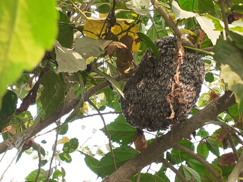 Honey Bee Comb on Hibiscus Tree Stock Photo - Image of animal ...