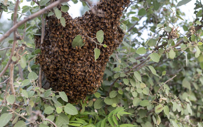 Honey Bee Comb on a Tree Branch Covered by Worker Bees Stock Image ...
