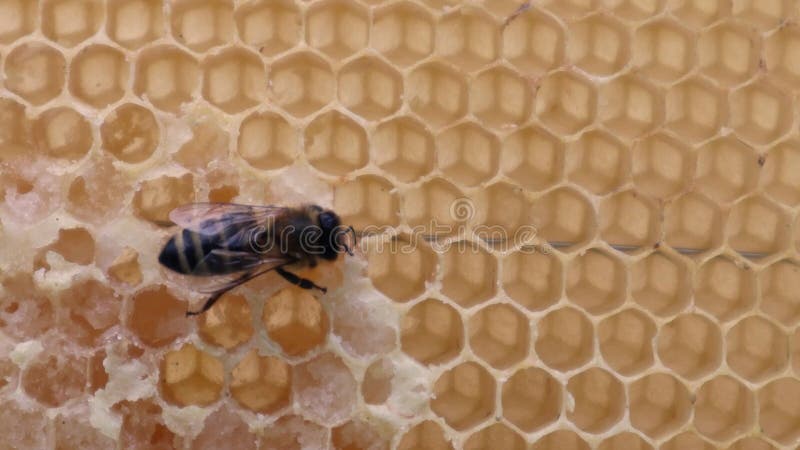 Honey Bee Constructing a Comb in a Beehive, Displaying Its Precise Work ...