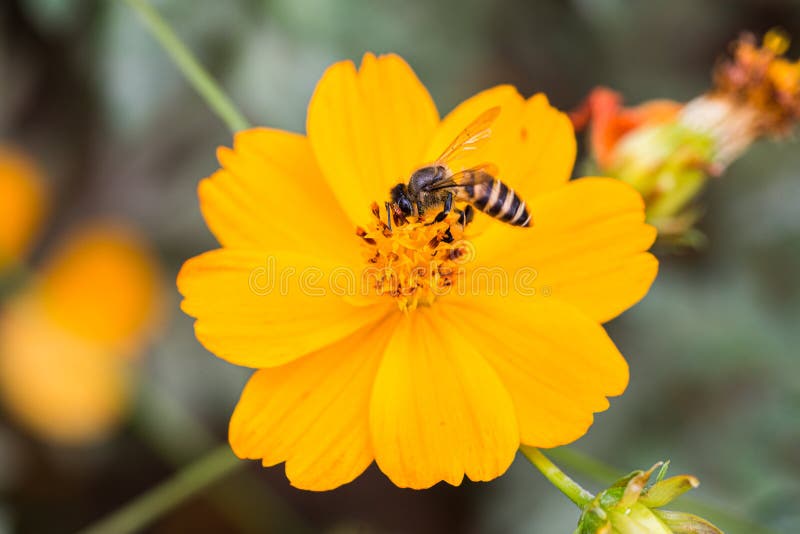 Honey bee on cosmos flower stock image. Image of orange - 253043123