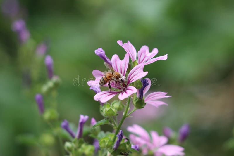Bee Covered with White Nectar Stock Image - Image of honey, nature ...