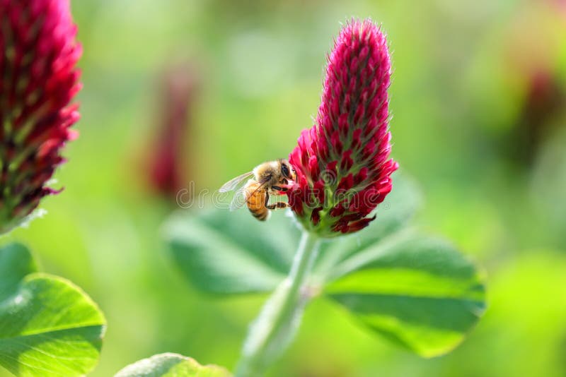 Honey Bee on the Crimson Clover Stock Photo - Image of banner, clover ...