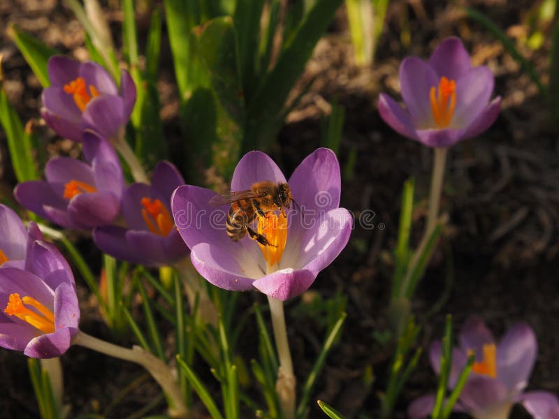 Honey Bee on a Crocus on a Sunny Spring Day Stock Photo - Image of ...