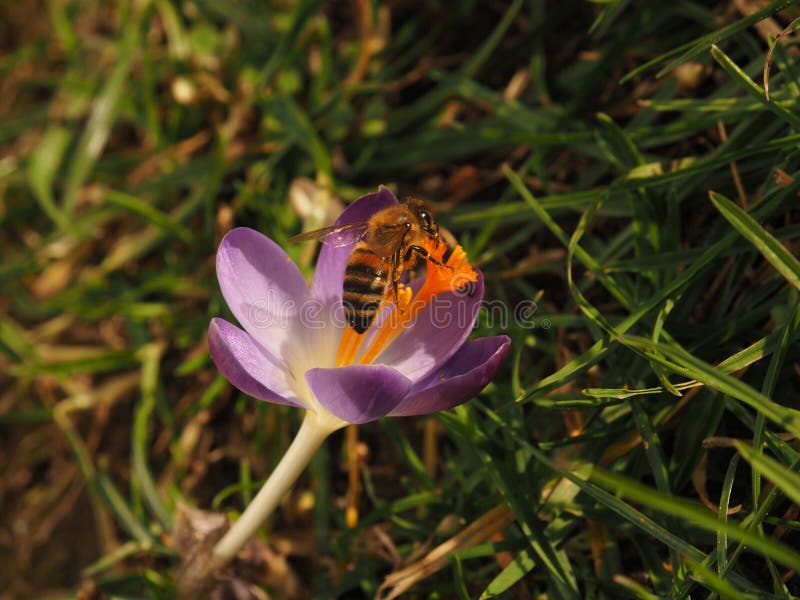 Honey Bee on a Crocus on a Sunny Spring Day Stock Image - Image of ...