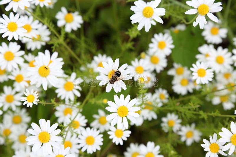 Honey Bee on daisy stock image. Image of health, heavens - 55671957