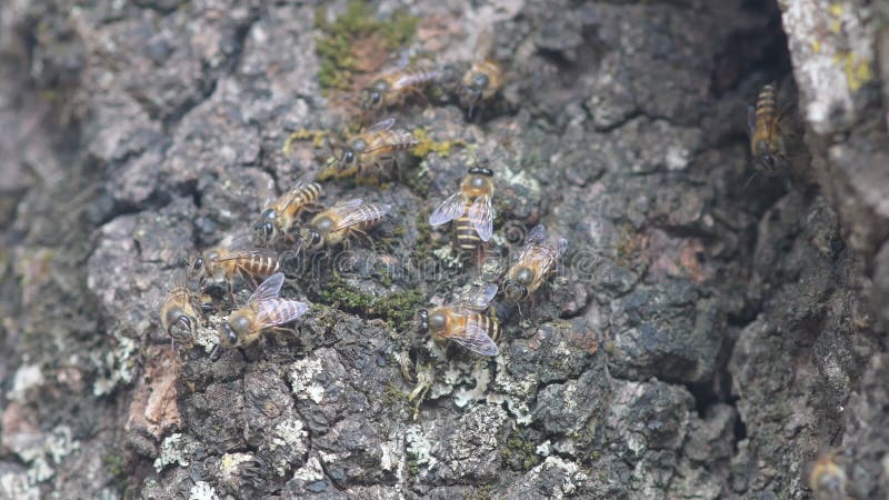 Honey Bee Dancing Behavior on Front Beehive. Stock Video - Video of ...