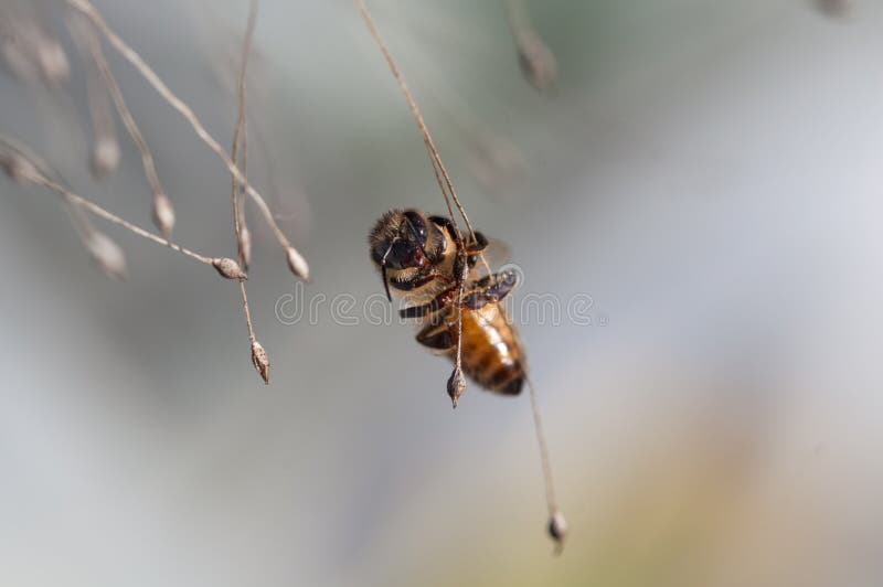 Honey Bee Dancing on a String of Dry Grass Stock Image - Image of ...