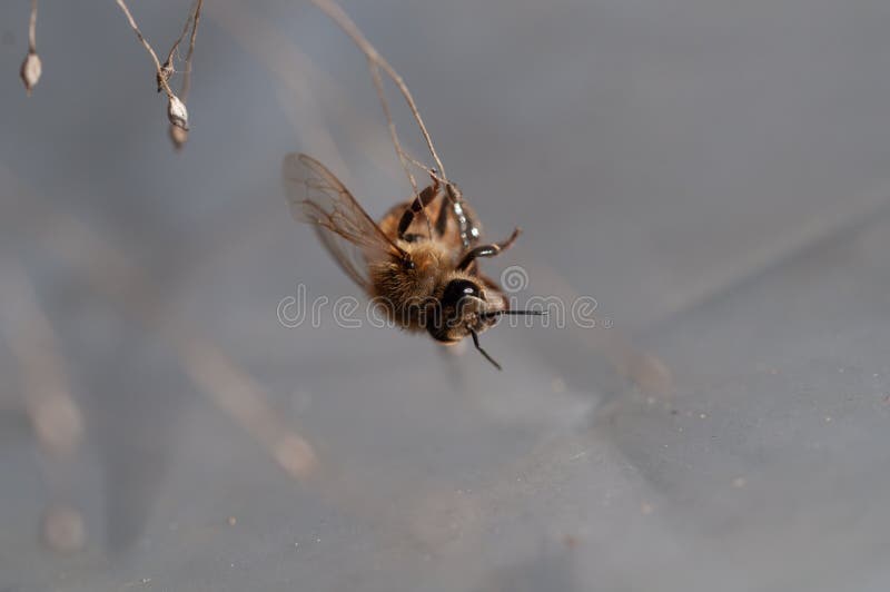 Honey Bee Dancing on a String of Dry Grass Stock Image - Image of honey ...