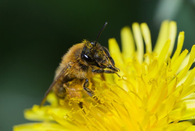 Honey Bee on Dandelion stock image. Image of apis, insecta - 9185565