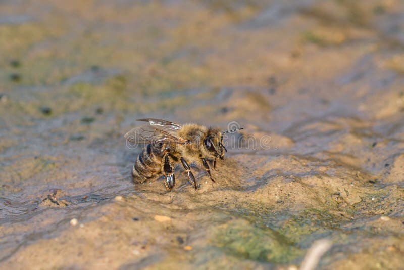 Honey Bee Drinking in a Mud Puddle, Germany Stock Photo - Image of ...