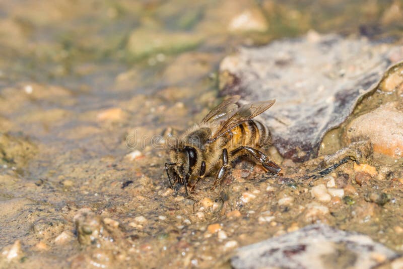 Honey Bee Drinking in a Mud Puddle, Germany Stock Image - Image of ...