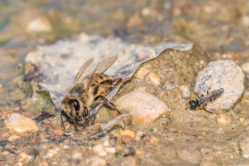 415 Mud Bee Photos - Free & Royalty-Free Stock Photos from Dreamstime