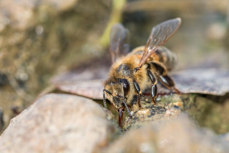 Honey Bee Drinking in a Mud Puddle, Germany Stock Image - Image of ...