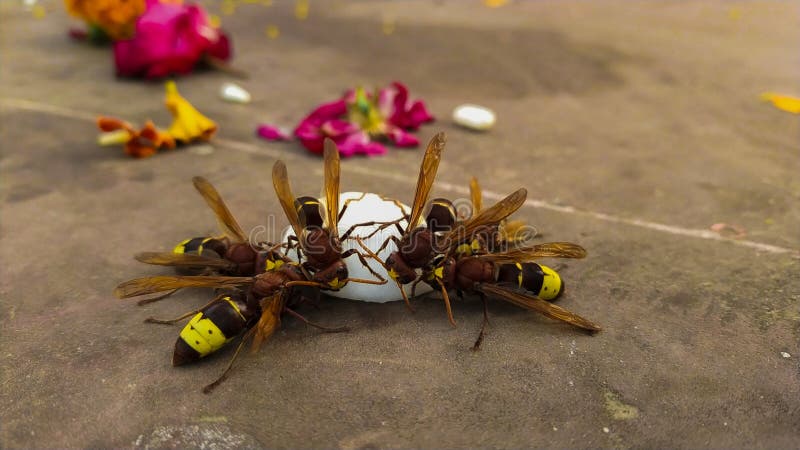 Honey Bee are Eating Food in Day Stock Image - Image of black, eating ...