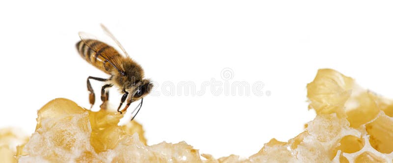 Honey Bee Eating Honey on the Frame of a Hive Where Wax Remains ...