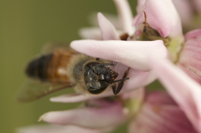 Honey Bee Eating on a Pink Flower Stock Image - Image of mesmerising ...