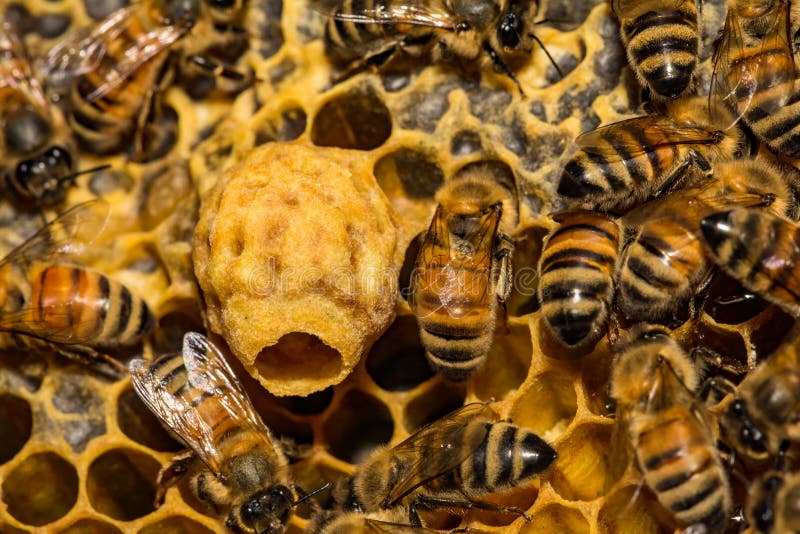 Honey Bee Emergency Queen Cell Stock Image - Image of declining, honey ...