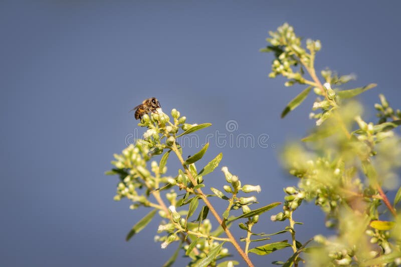Honey Bee, an Endangered Species Fundamental To the Environment Stock ...