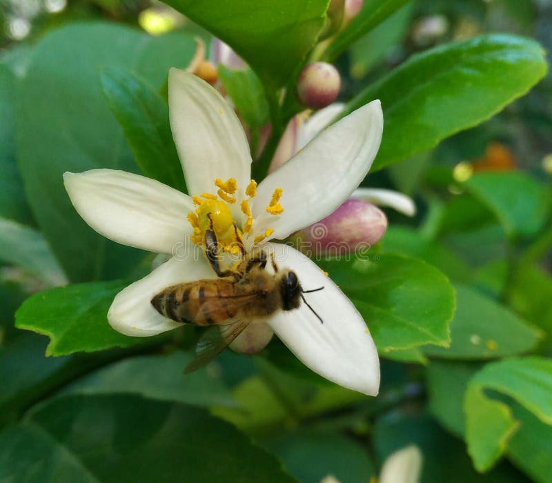 Honey Bee Enjoying Lemon Flower Nectar Stock Image - Image of enjoying ...
