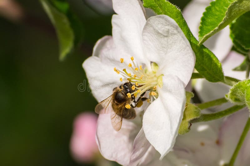 Honey Bee, Extracting Nectar from Fruit Tree Flower Stock Photo - Image ...