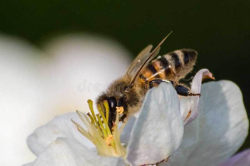 Honey Bee, Extracting Nectar from Fruit Tree Flower Stock Photo - Image ...