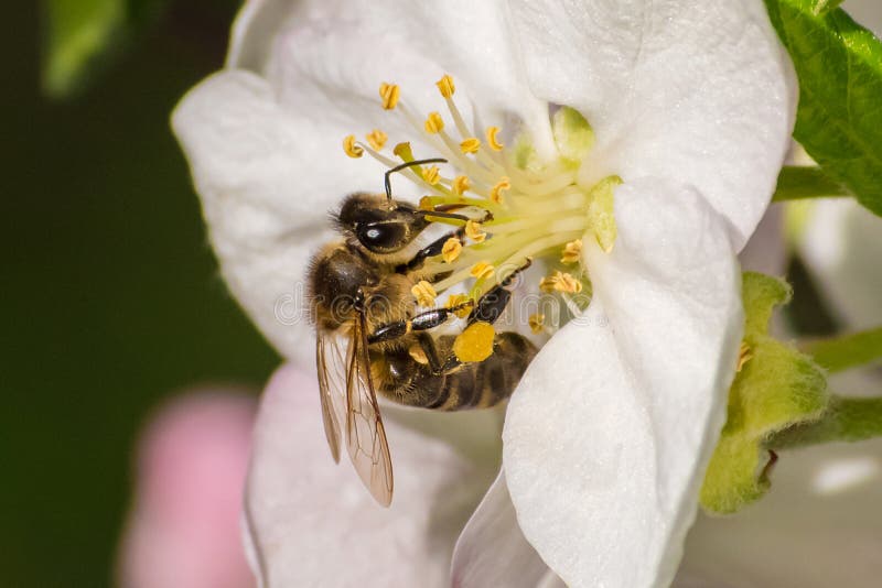 Honey Bee, Extracting Nectar from Fruit Tree Flower Stock Photo - Image ...