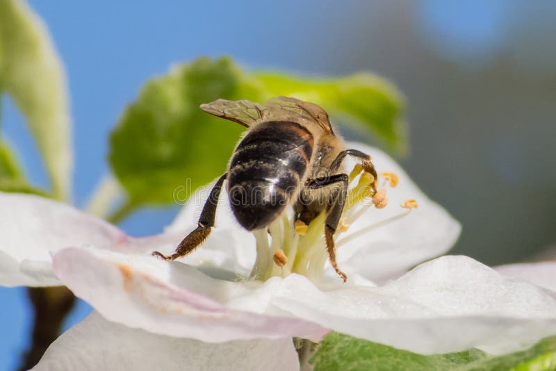 Honey Bee, Extracting Nectar from Fruit Tree Flower Stock Photo - Image ...