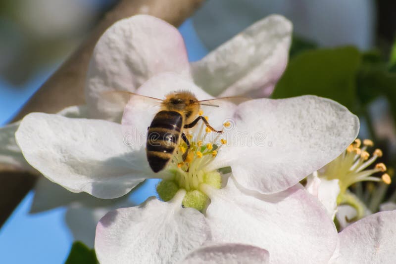 Honey Bee, Pollination Process Stock Image - Image of eyes, color ...