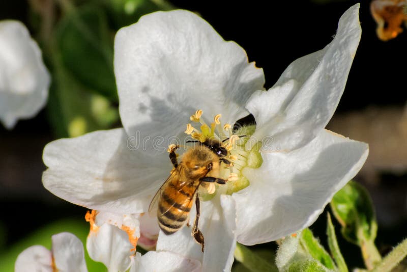Honey Bee, Pollination Process Stock Image - Image of closeup, outdoor ...