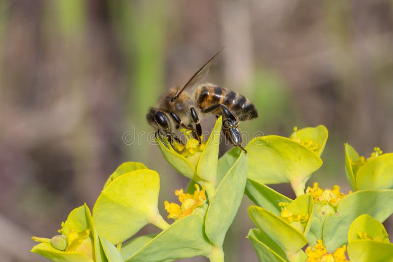 Honey Bee, Extracting Nectar from Garden Flower Stock Image - Image of ...