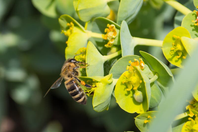 Honey Bee, Pollination Process Stock Photo - Image of macro, farm ...