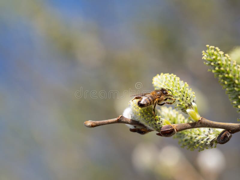 Honey Bee Feeding on Catkin in Spring Stock Photo - Image of blooming ...