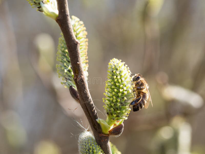 Honey Bee Feeding on Catkin in Spring Stock Photo - Image of antennae ...