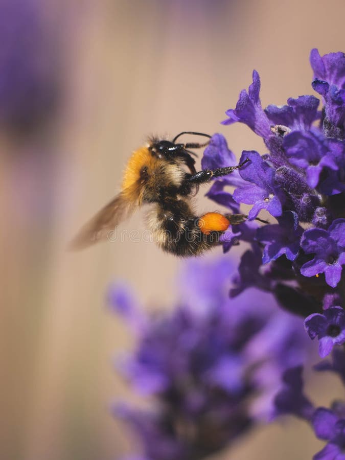 Honey Bee Feeding on Lavender Stock Image - Image of nature, plant ...