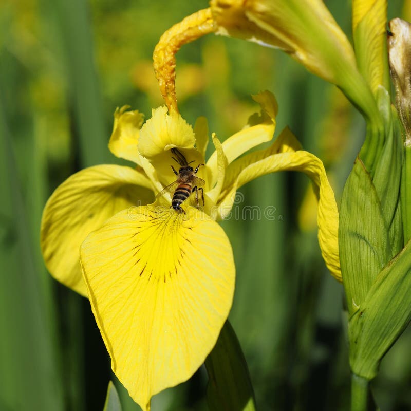 Honey Bee Feeding on Yellow Iris Stock Photo - Image of insect, nectar ...