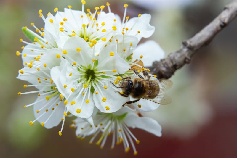 Honey Bee Flies, Feeding and Pollinating Plum Flowers in a Plum Orchard ...