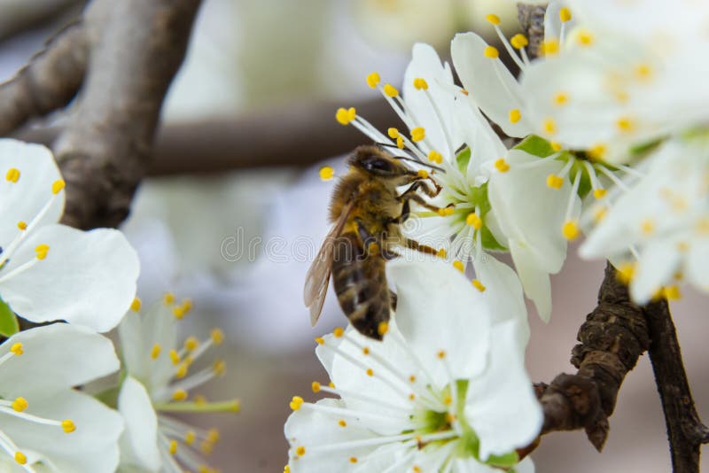 Honey Bee Flies, Feeding and Pollinating Plum Flowers in a Plum Orchard ...