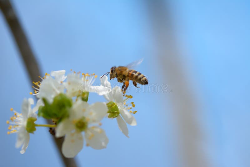 A honey bee in flight stock photo. Image of pollen, collecting - 134099064 A honey bee in flight stock photo. Image of pollen, collecting - 134099064