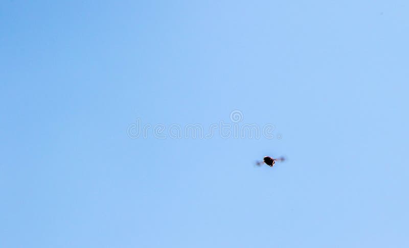 Honey Bee Flight stock photo. Image of insect, pest - 183793048 Honey Bee Flight stock photo. Image of insect, pest - 183793048