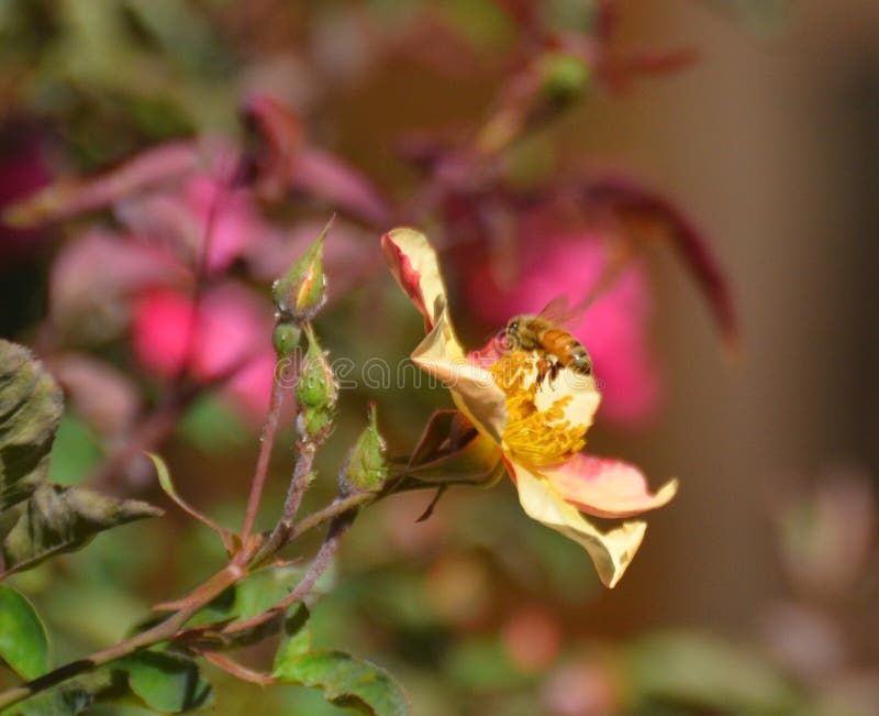 A honey bee in flight stock photo. Image of pollen, collecting - 134099064 A honey bee in flight stock photo. Image of pollen, collecting - 134099064