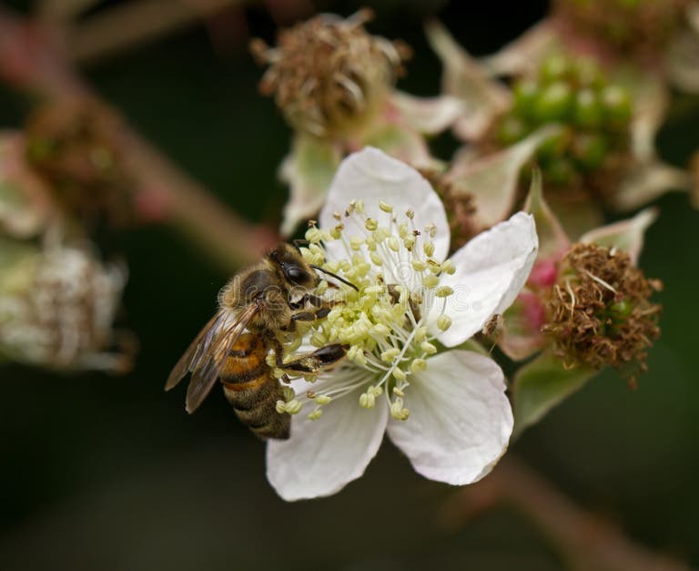 Honey Bee on Flower stock image. Image of nature, nectaring - 20541727