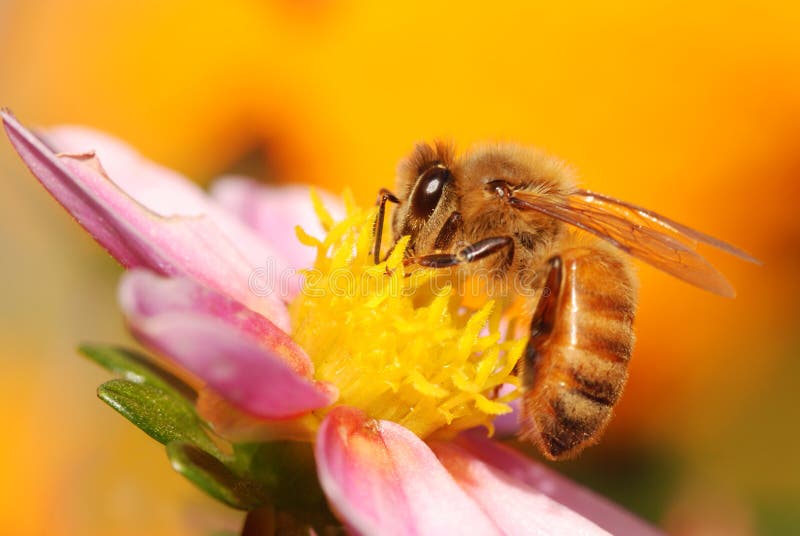 Honey bee on flower stock photo. Image of honeybee, invertebrate - 67187106