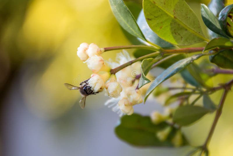 Bee front view stock photo. Image of pollen, apis, puncture - 13996188