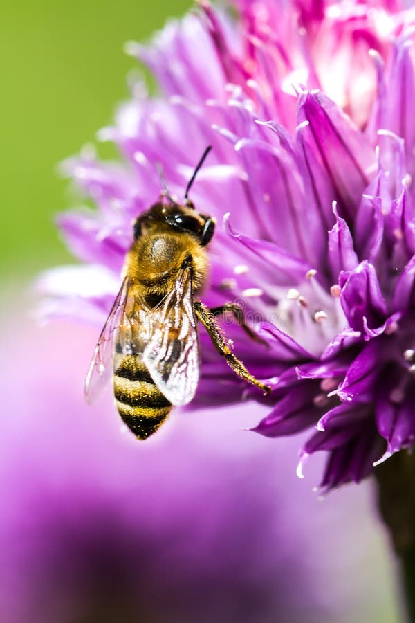 Honey bee on flower stock photo. Image of blooming, creature - 100891050