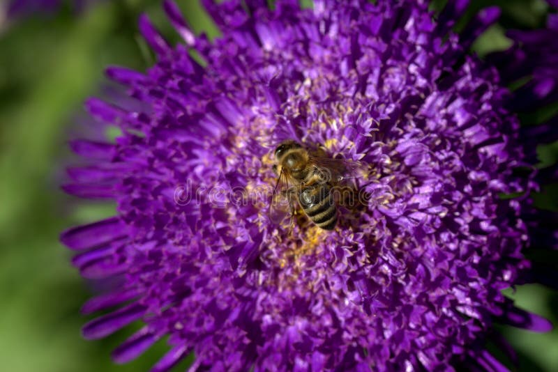Honey Bee, Bee, Flower, Nectar Picture. Image: 113147397