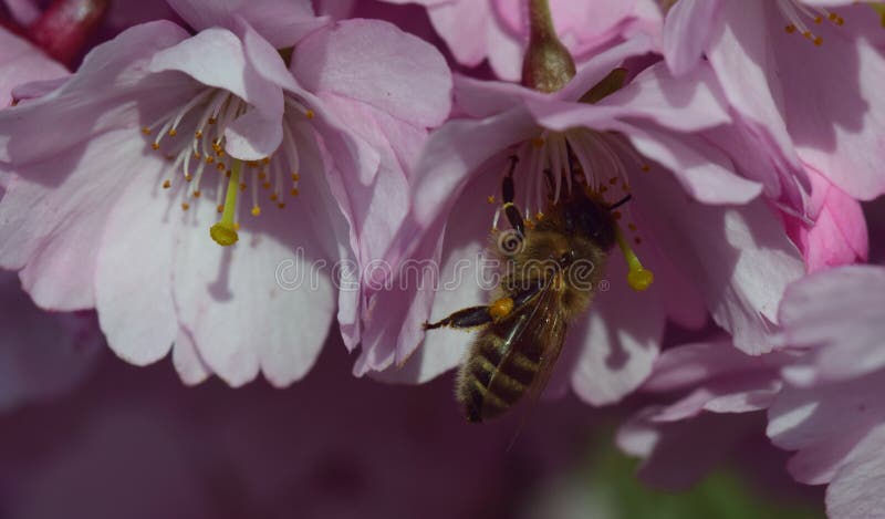 Honey Bee, Bee, Flower, Nectar Picture. Image: 114790051