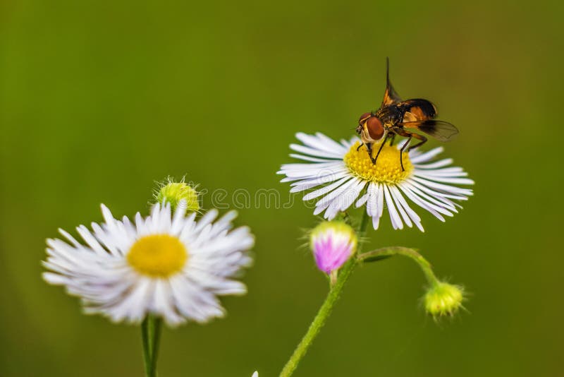 Honey Bee, Flower, Bee, Nectar Stock Photo - Image of wildflower, aster ...