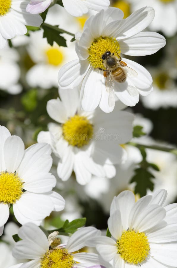 Honey Bee on Flower stock photo. Image of insects, pollen - 60389492