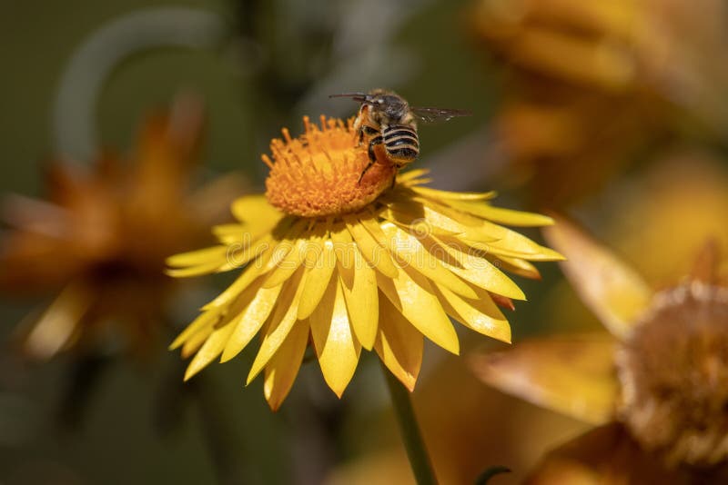 Honey Bee, Flower, Yellow, Bee Stock Photo - Image of pollinator ...